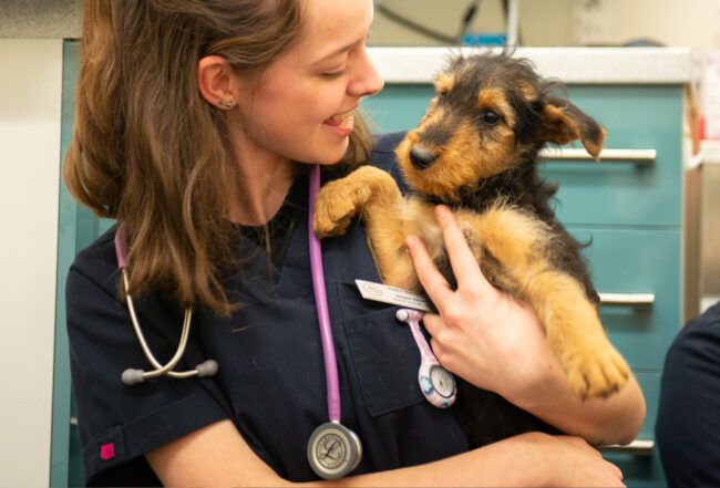 Animal endoscopy | The House Vet